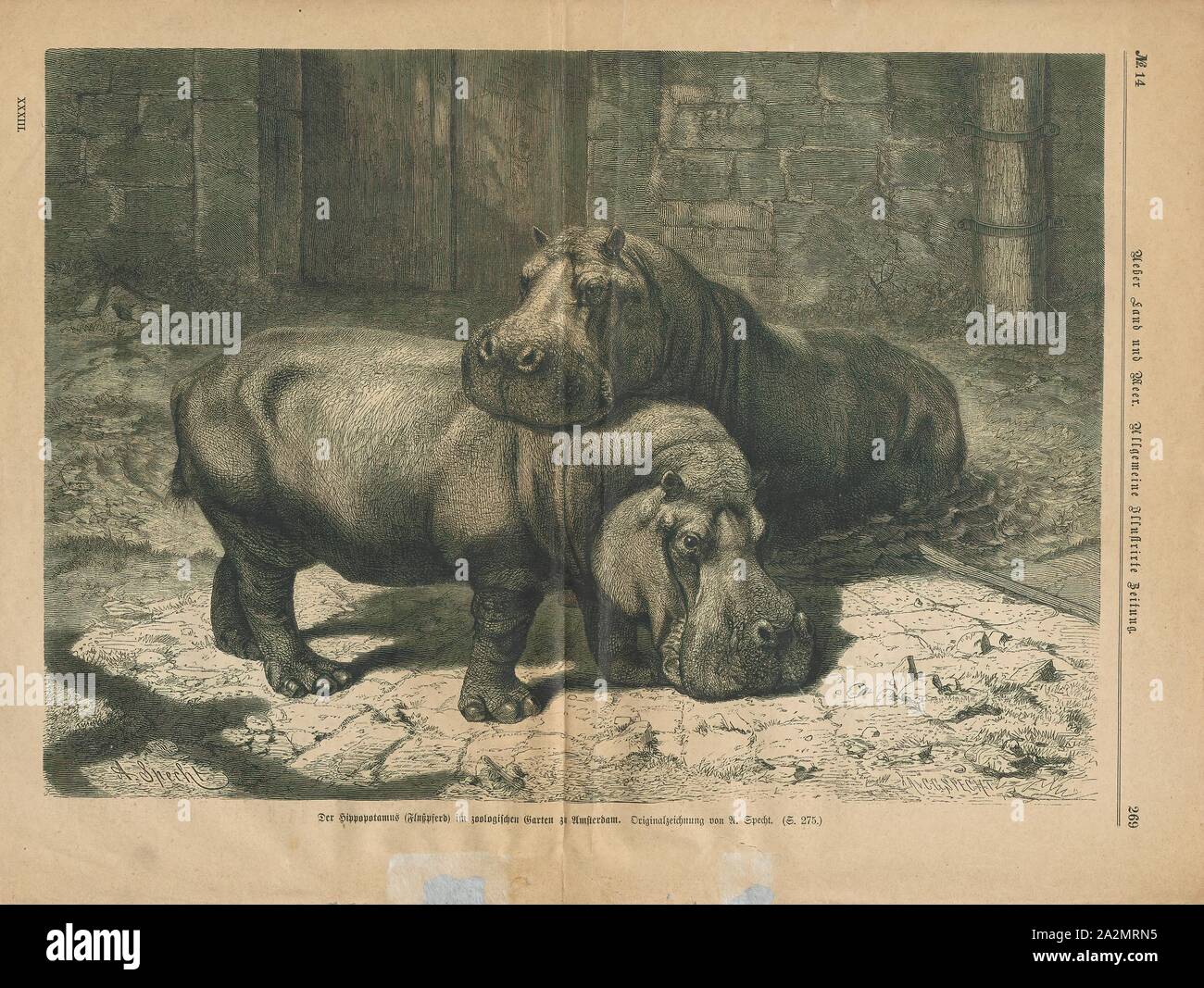 Ancient greek for river horse hi-res stock photography and images - Alamy