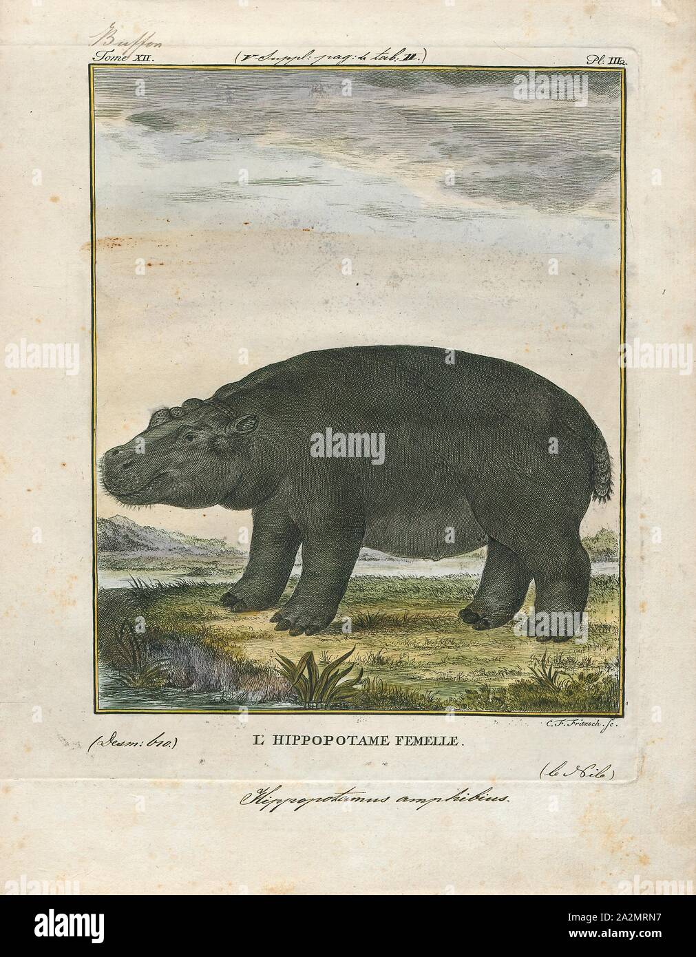 Hippopotamus amphibius, Print, The common hippopotamus, or hippo, is a ...