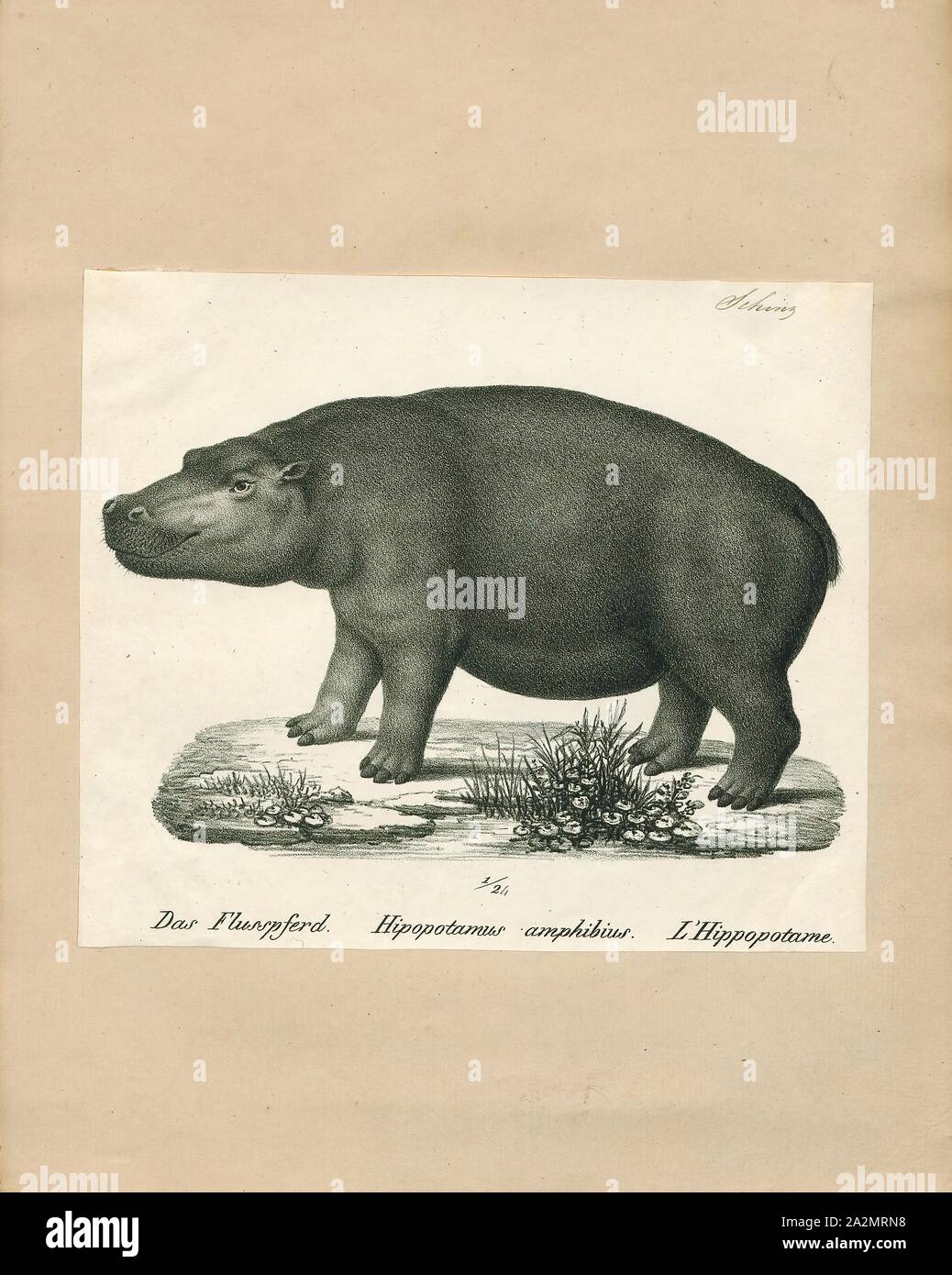 Hippopotamus amphibius, Print, The common hippopotamus, or hippo, is a ...