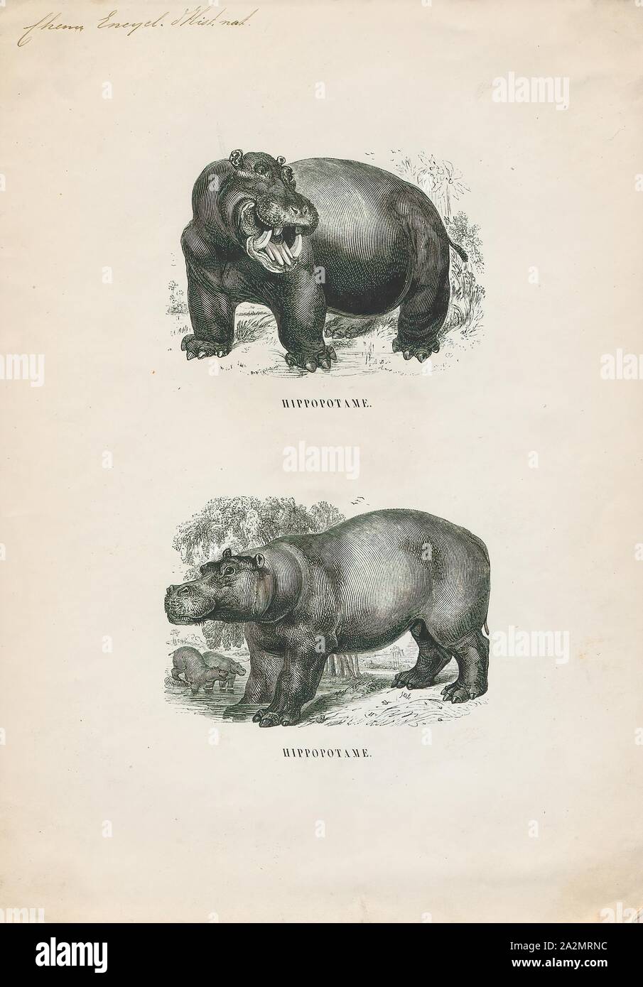 Hippopotamus amphibius, Print, The common hippopotamus, or hippo, is a ...