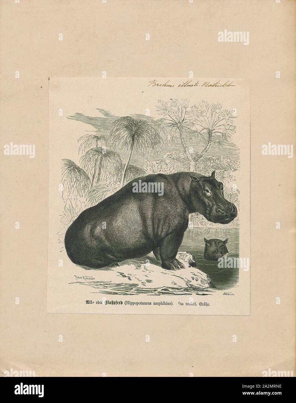 Ancient greek for river horse hi-res stock photography and images - Alamy