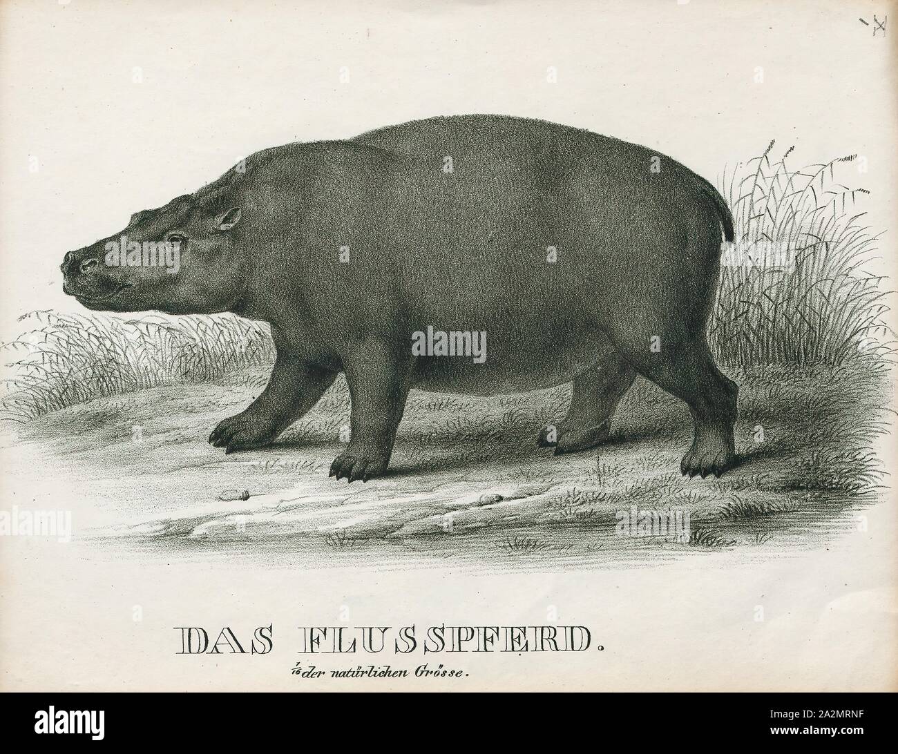 Ancient greek for river horse hi-res stock photography and images - Alamy