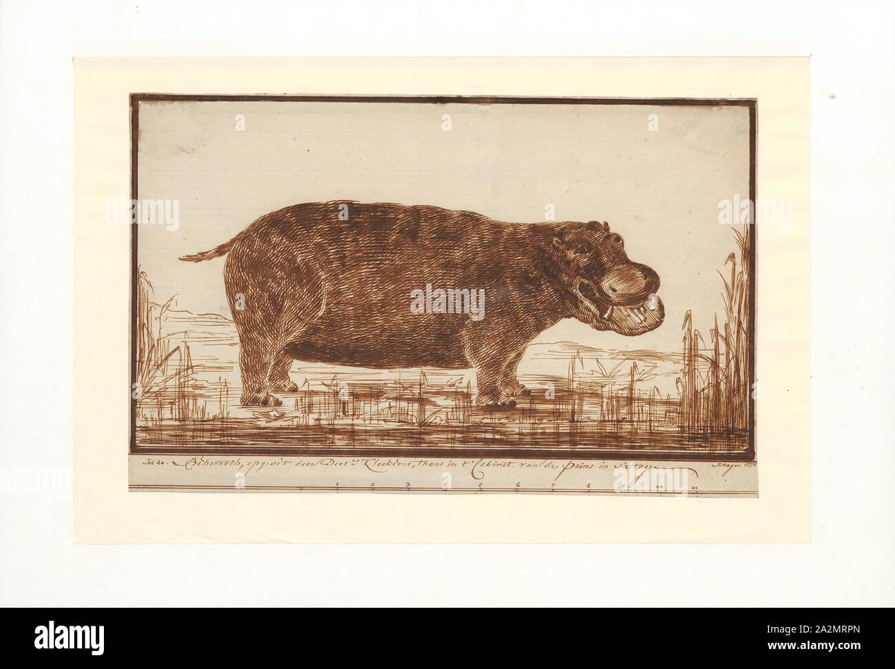 Hippopotamus amphibius, Print, The common hippopotamus, or hippo, is a ...