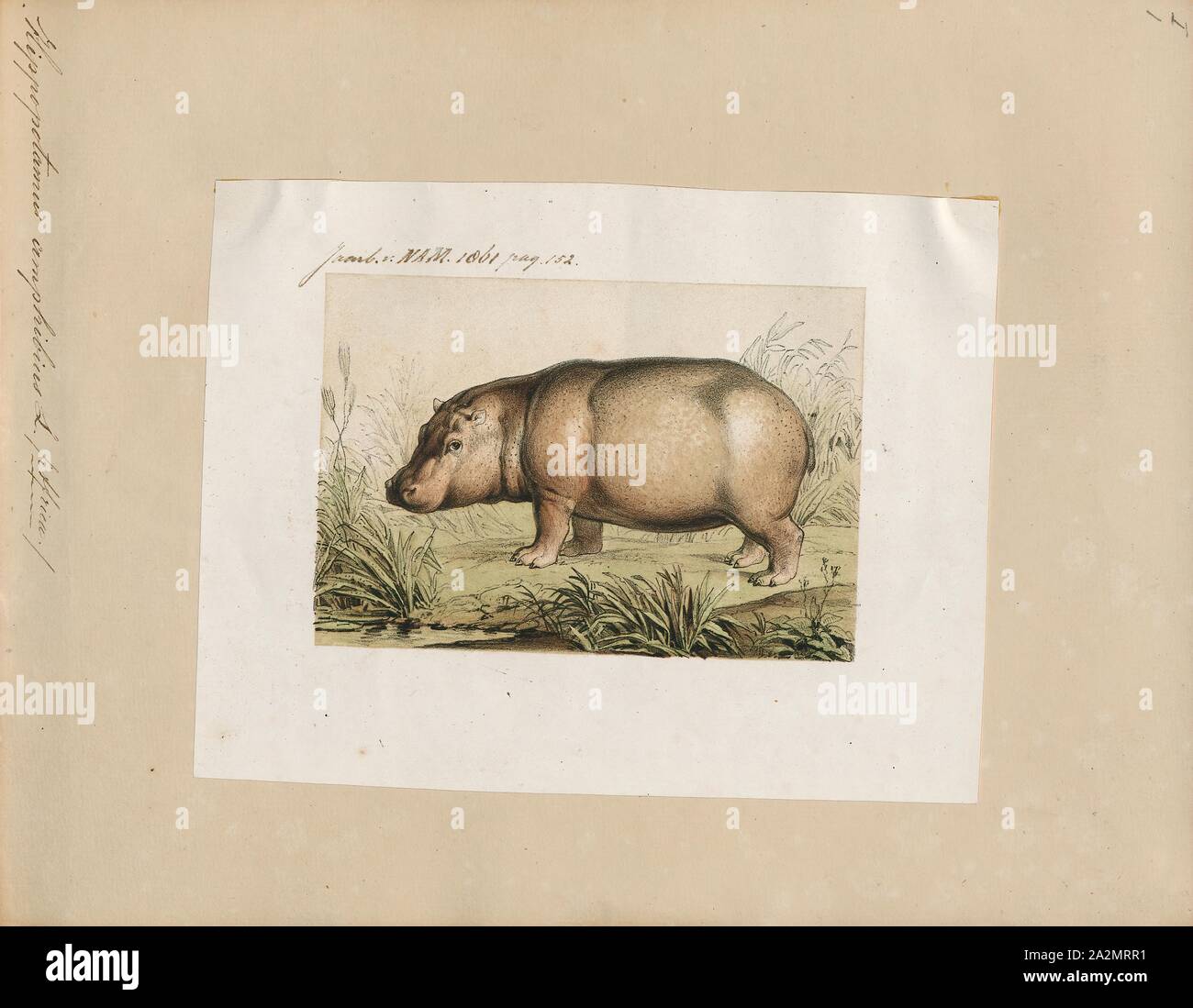 Hippopotamus amphibius, Print, The common hippopotamus, or hippo, is a ...
