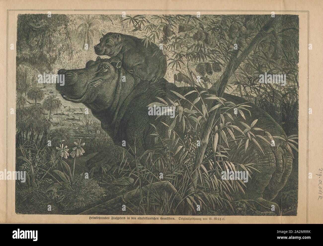 Hippopotamus amphibius, Print, The common hippopotamus, or hippo, is a ...