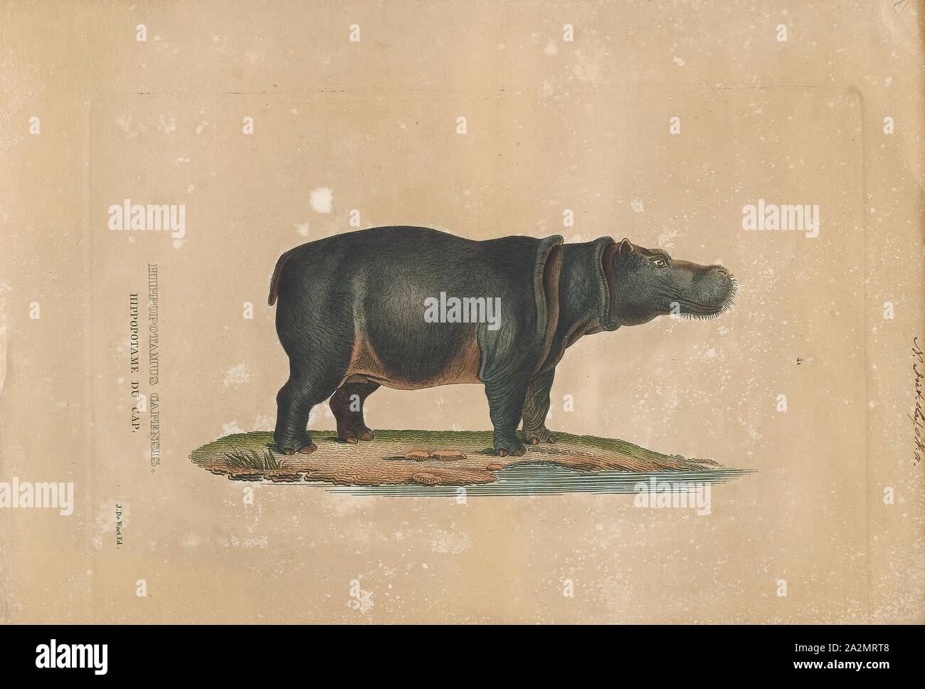 Hippopotamus capensis, Print, The common hippopotamus (/ˌhɪpəˈpɒtəməs ...