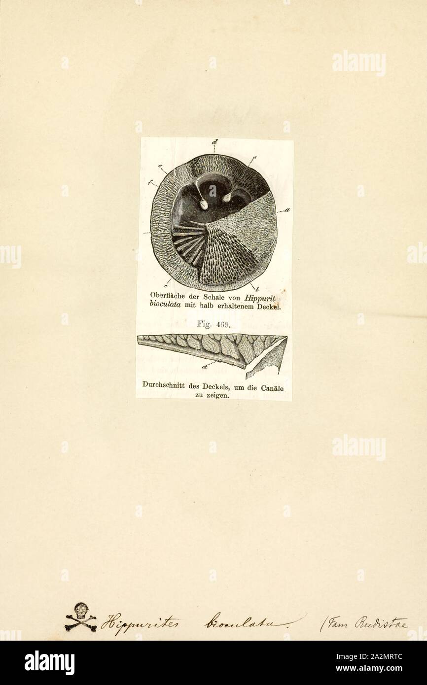 Rudist bivalve hi-res stock photography and images - Alamy