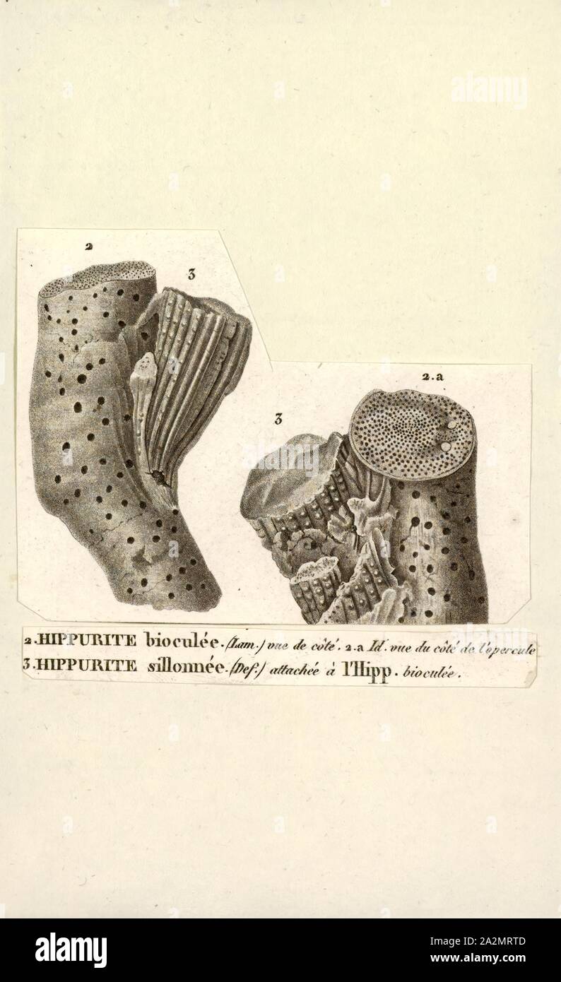 Hippurites bioculata, Print, Hippurites is an extinct genus of bivalve ...