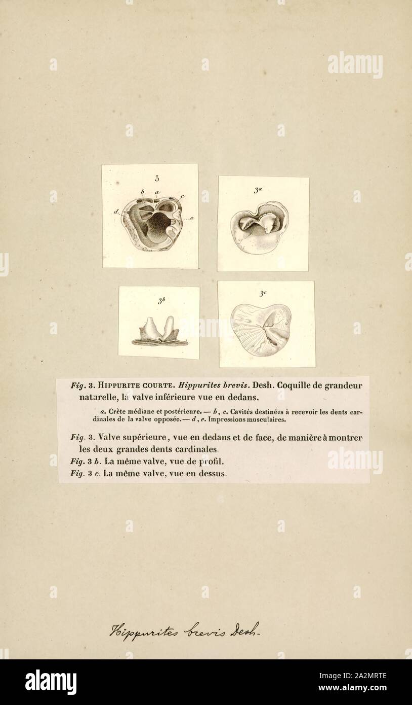 Hippurites brevis, Print, Hippurites is an extinct genus of bivalve ...
