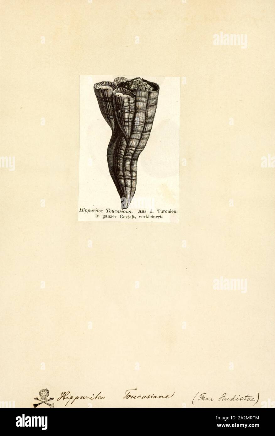 Hippurites toucasiana, Print, Hippurites is an extinct genus of bivalve ...