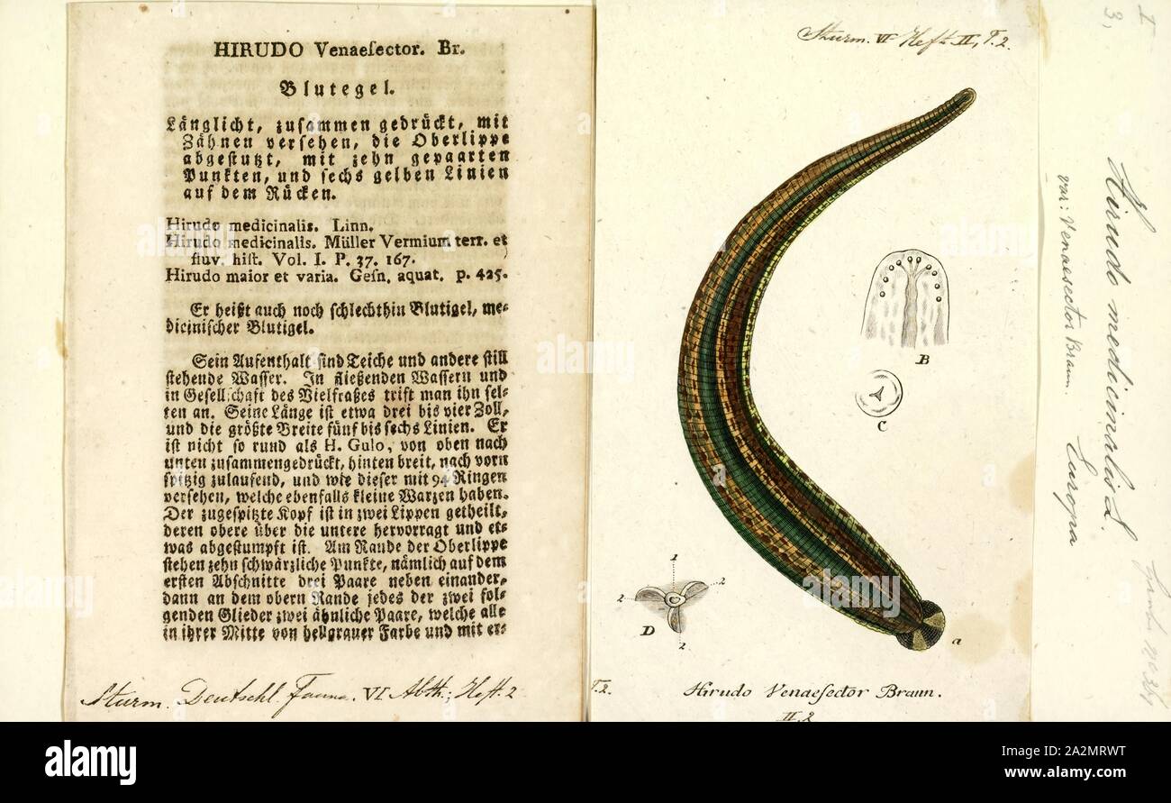 Hirudo medicinalis, Print, Hirudo medicinalis, the European medicinal ...