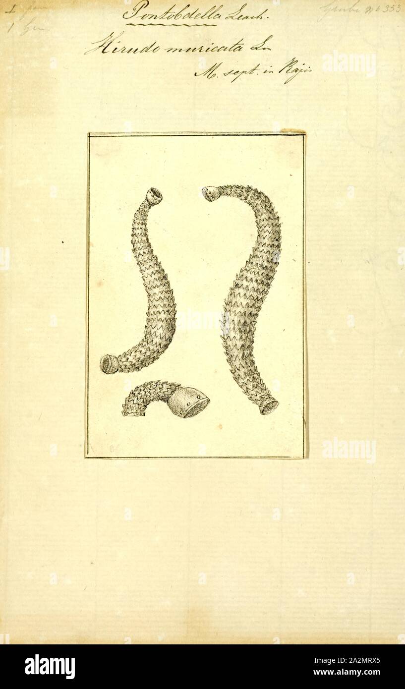 Hirudo muricata hi-res stock photography and images - Alamy