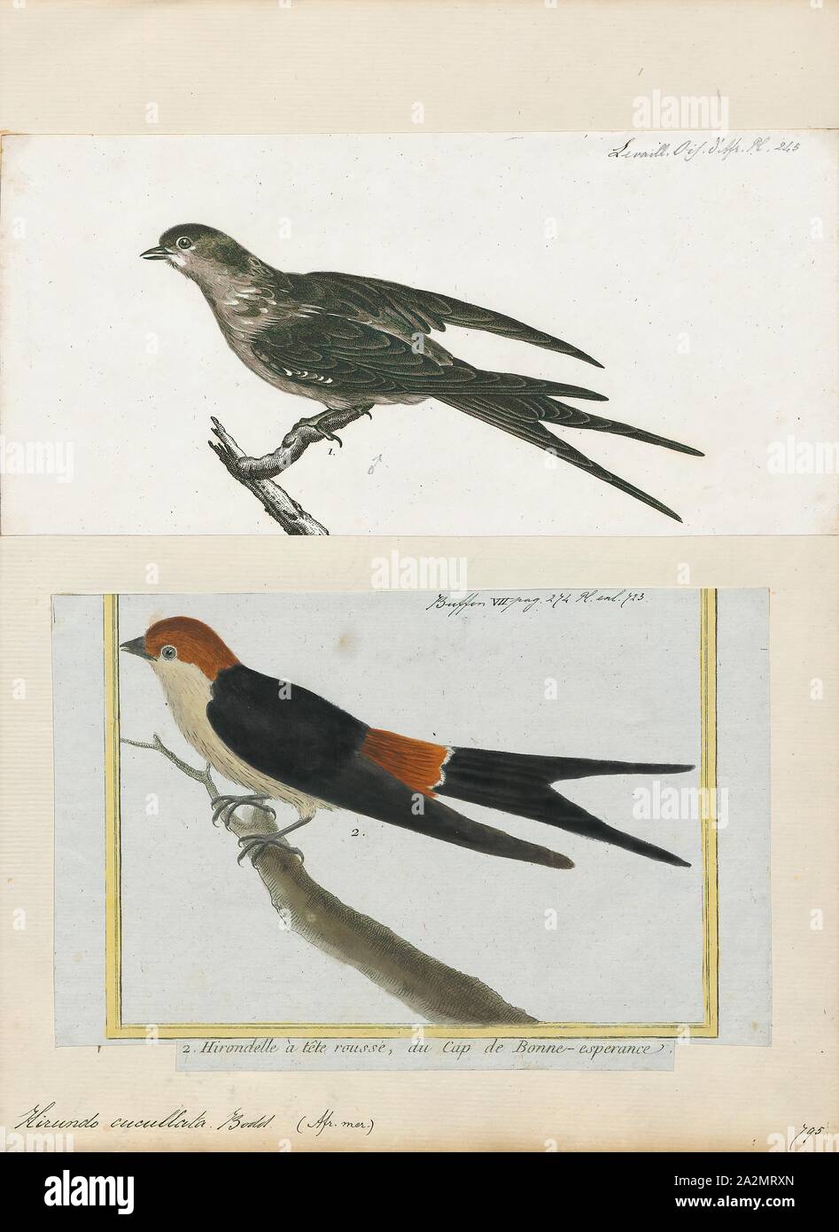 Greater striped swallow cecropis cucullata hi-res stock photography and ...