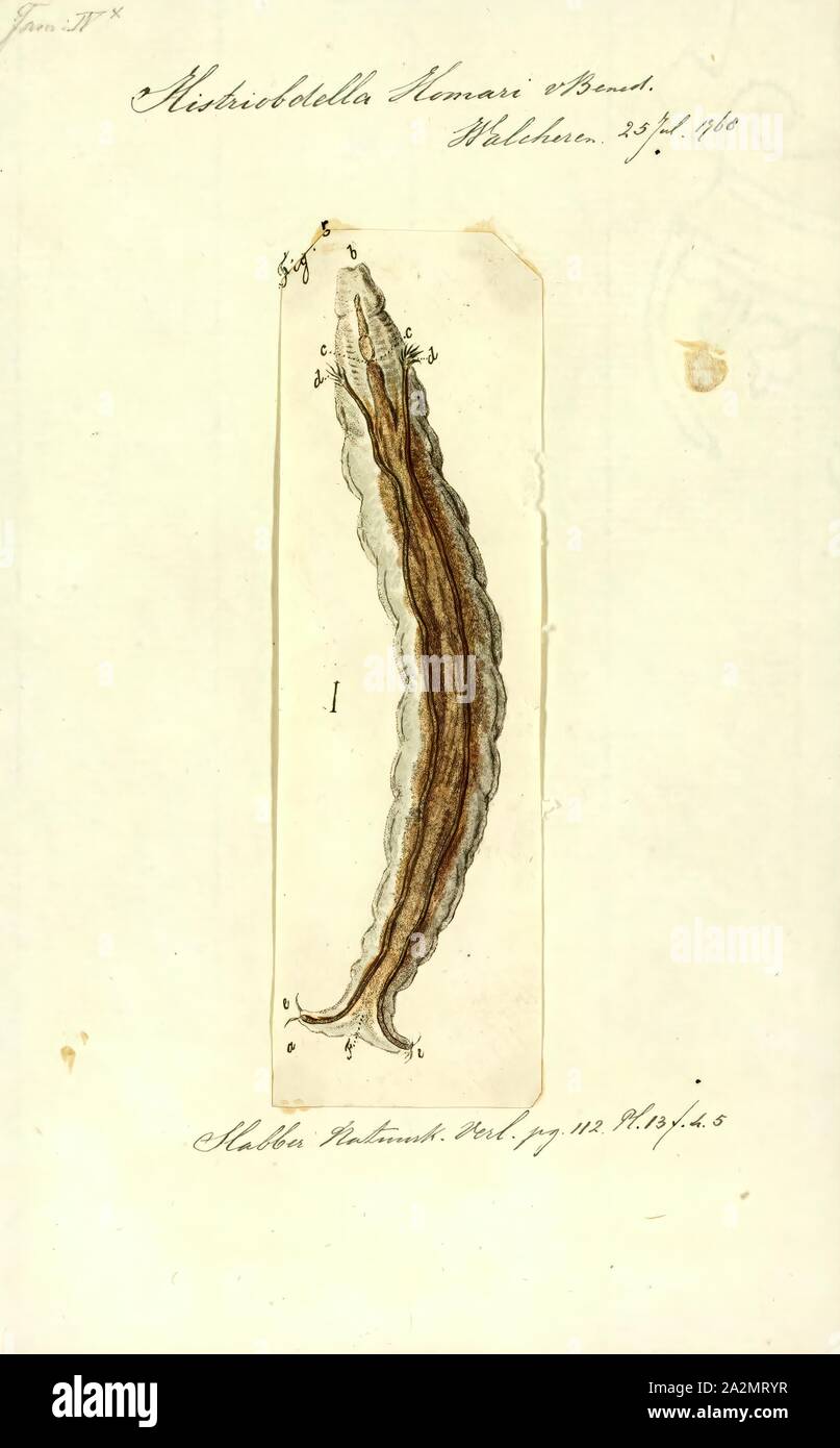 Homari hi-res stock photography and images - Alamy