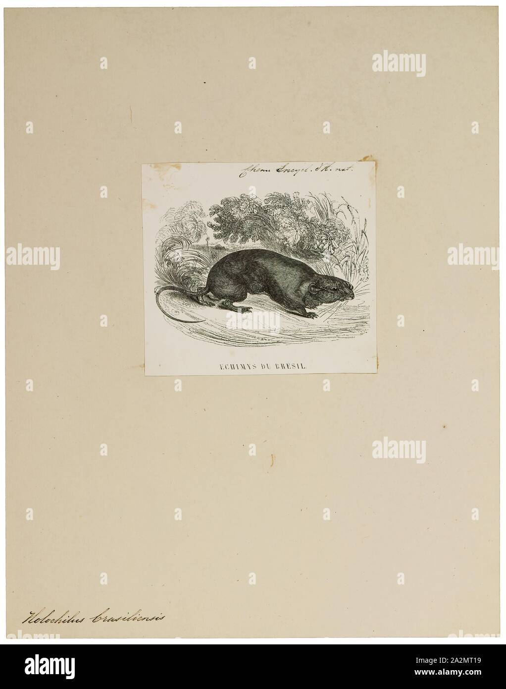 Marsh rodent Cut Out Stock Images & Pictures - Alamy