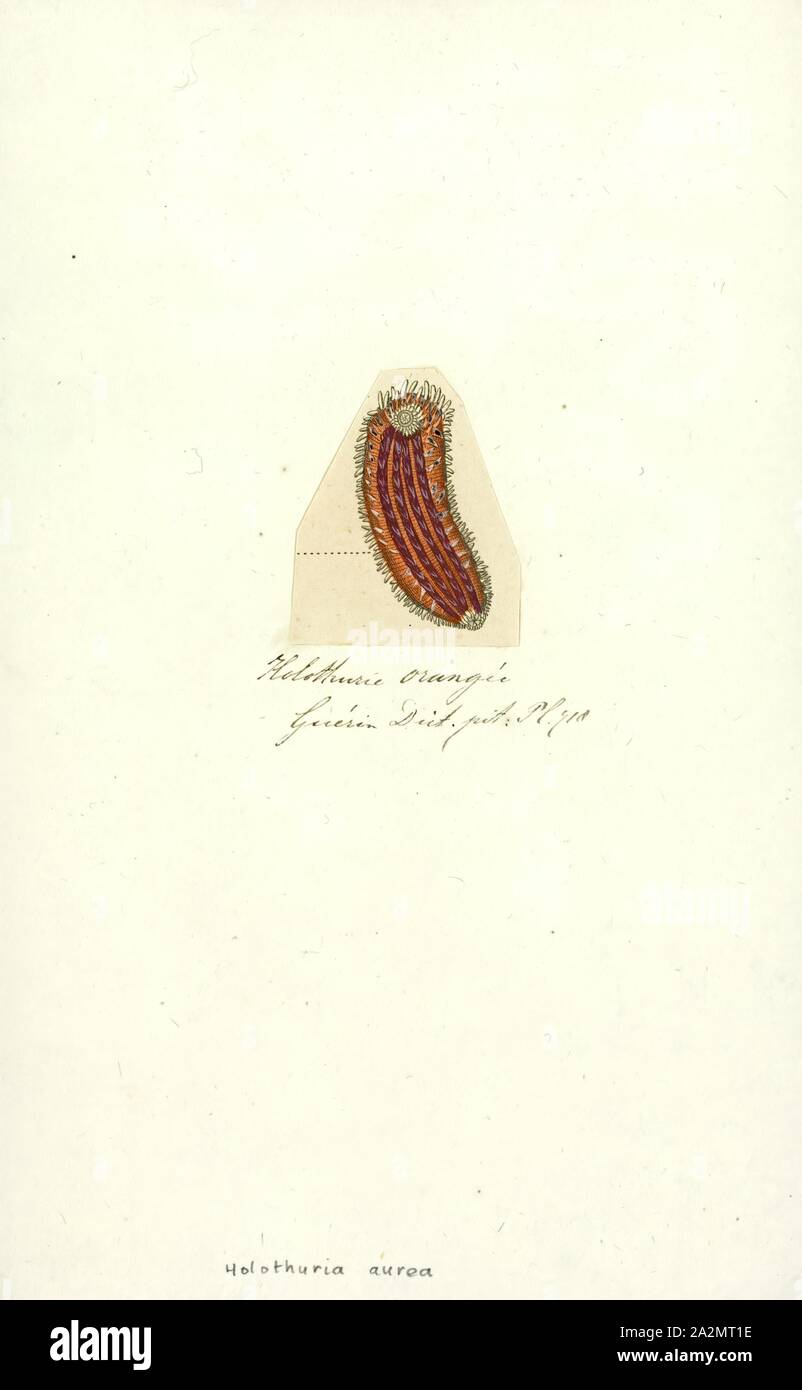 Holothuria aurea, Print, Holothuria is a genus of marine animals of the ...