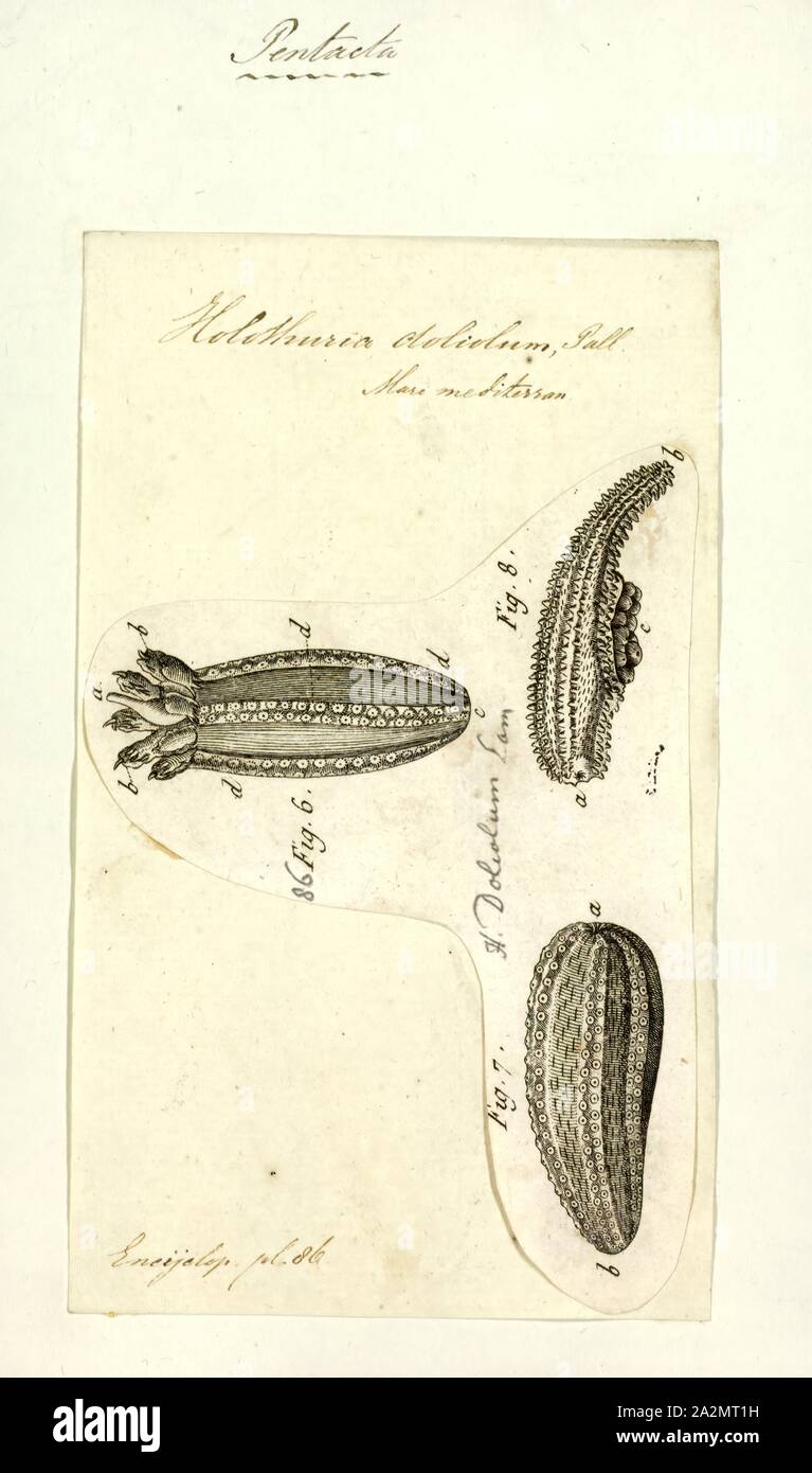 Holothuria doliolum hi-res stock photography and images - Alamy