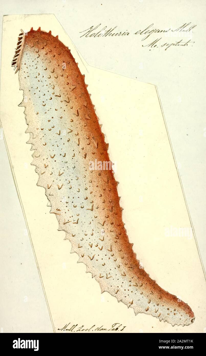 Holothuria elegans, Print, Holothuria is a genus of marine animals of ...