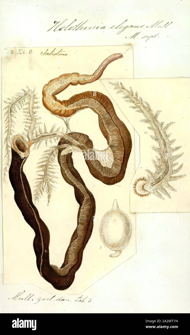 Holothuria elegans hi-res stock photography and images - Alamy