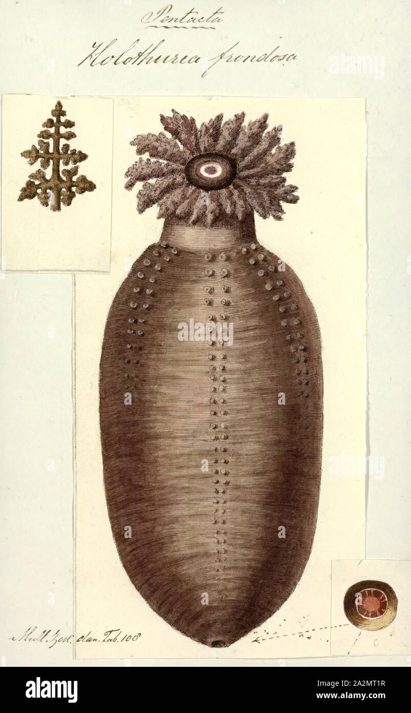 Holothuria frondosa, Print, Holothuria is a genus of marine animals of ...