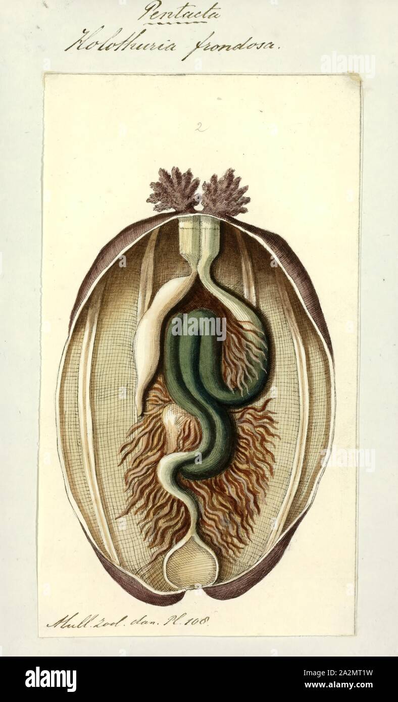 Holothuria frondosa, Print, Holothuria is a genus of marine animals of ...