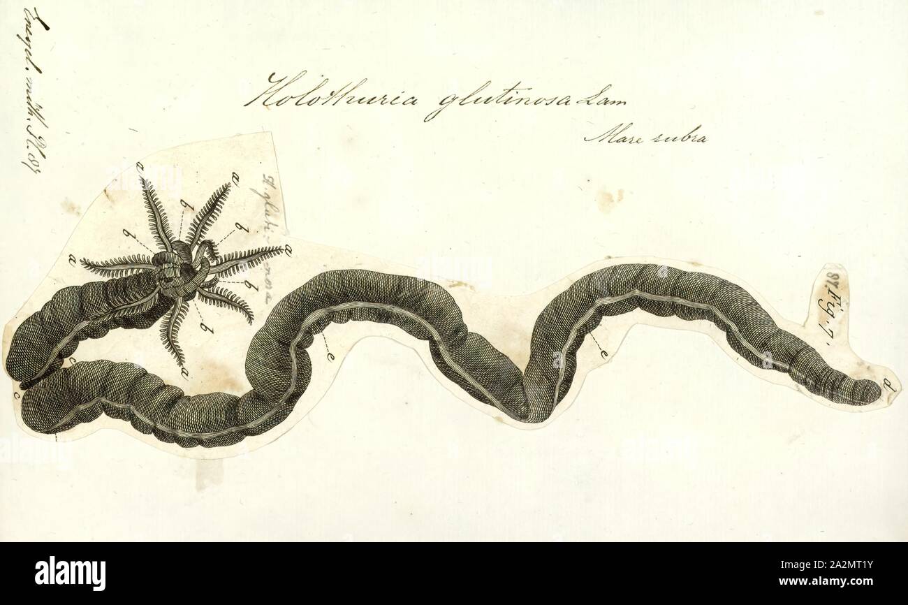 Holothuria glutinosa hi-res stock photography and images - Alamy