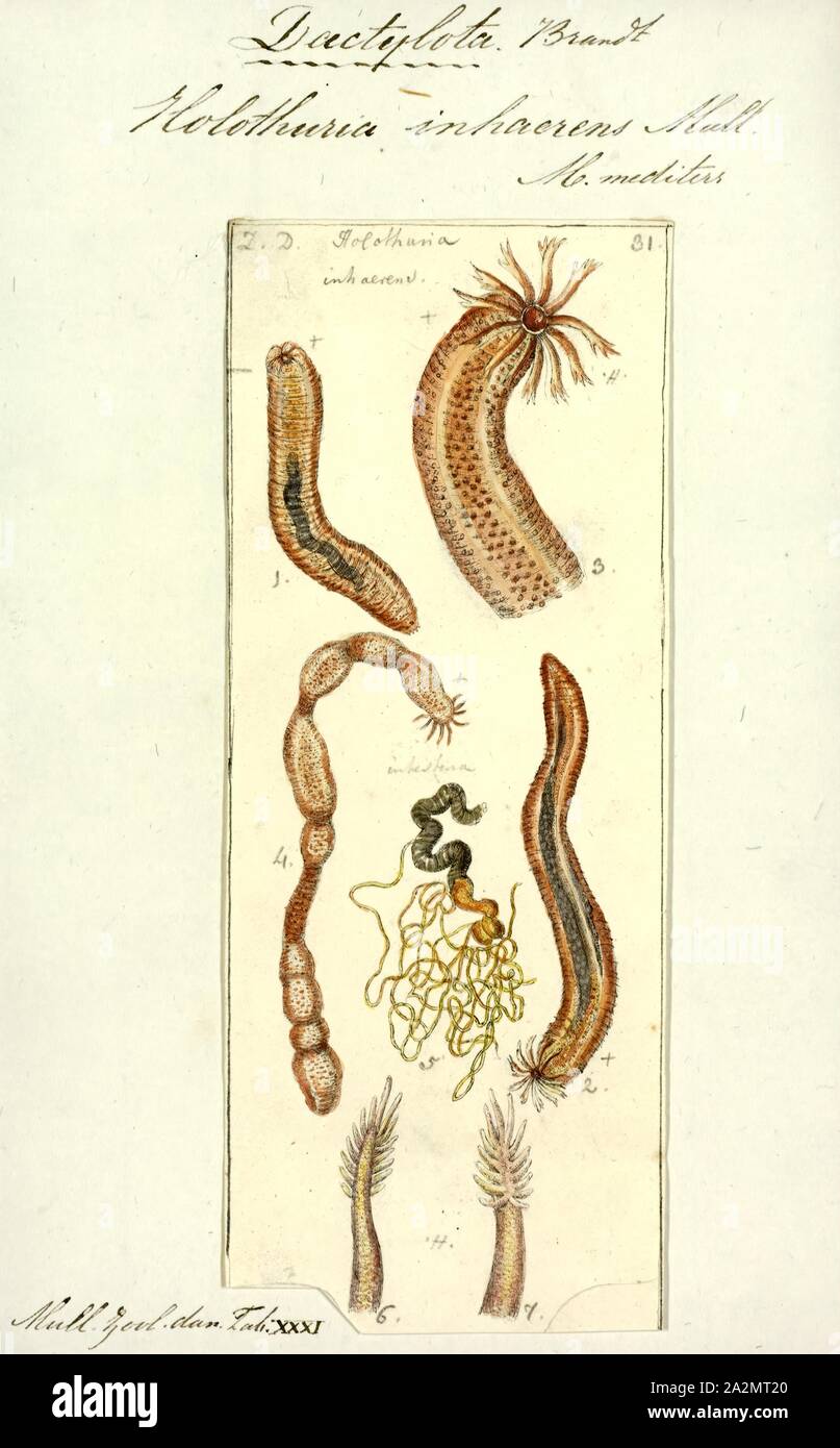Holothuria inhaerens hi-res stock photography and images - Alamy