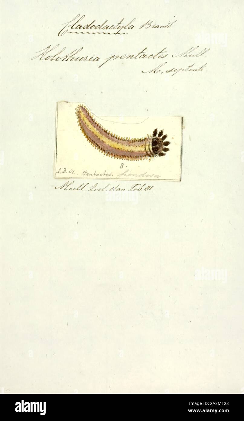 Pentactes hi-res stock photography and images - Alamy