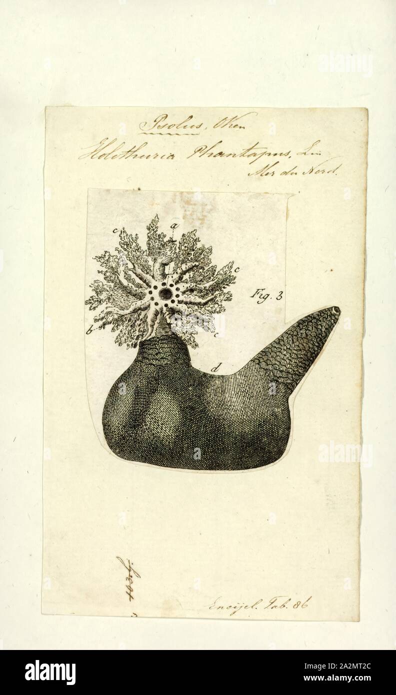 Genus holothuria hi-res stock photography and images - Alamy