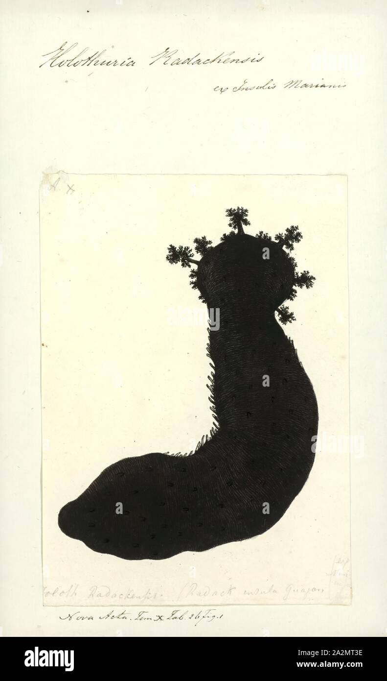 Holothuria radackensis hi-res stock photography and images - Alamy