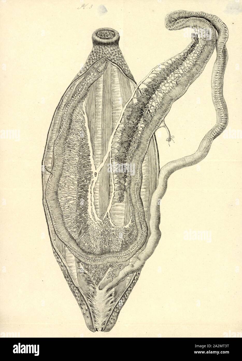 Holothuria spec., Print, Holothuria is a genus of marine animals of the ...