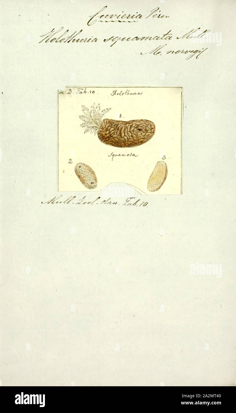 Holothuria squamata hi-res stock photography and images - Alamy