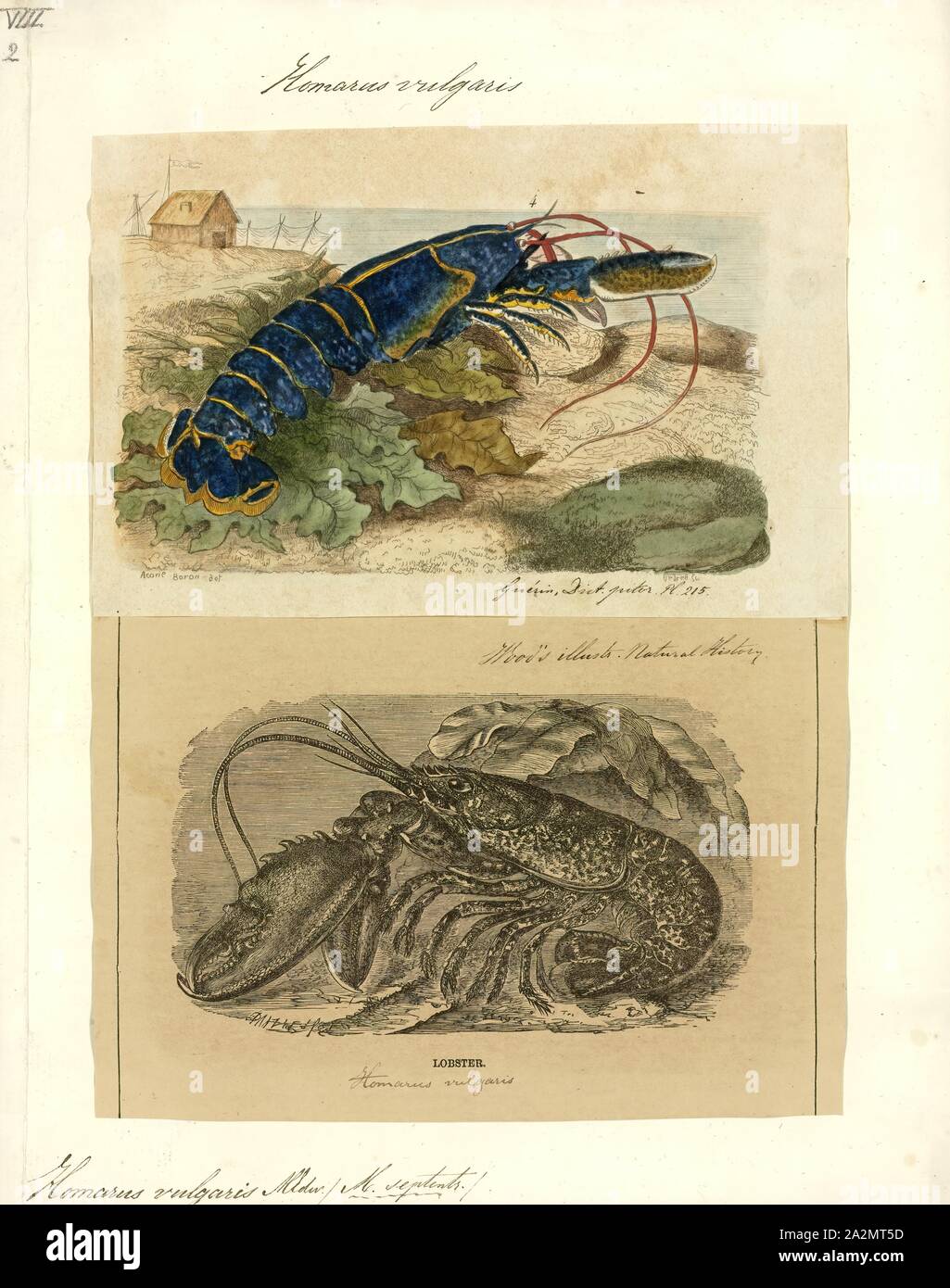 Homarus americanus eggs hi-res stock photography and images - Alamy