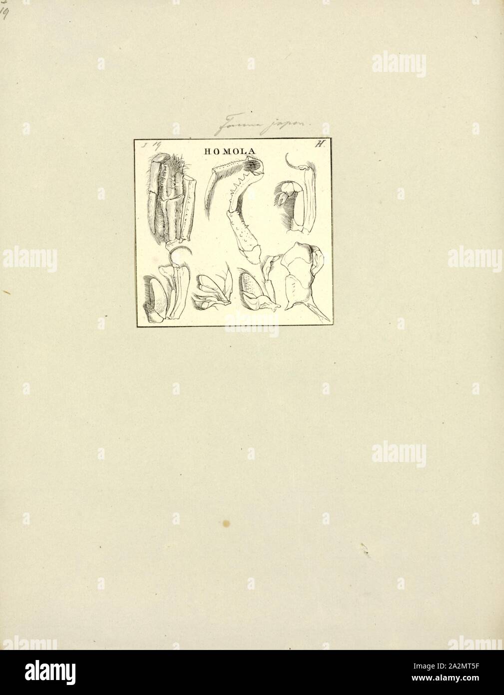 Homola spec hi-res stock photography and images - Alamy