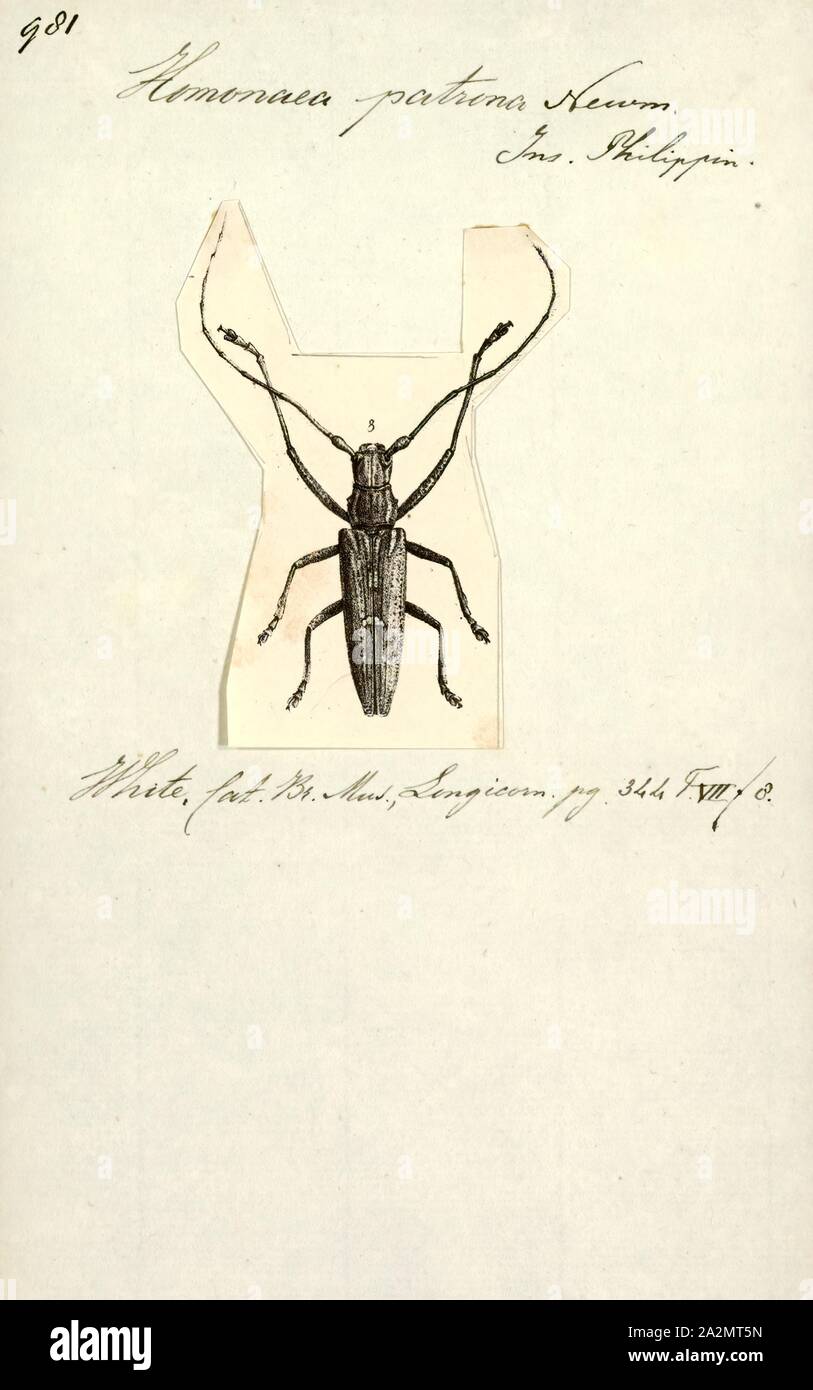 Homonoea, Print, Homonoea is a genus of longhorn beetles of the ...