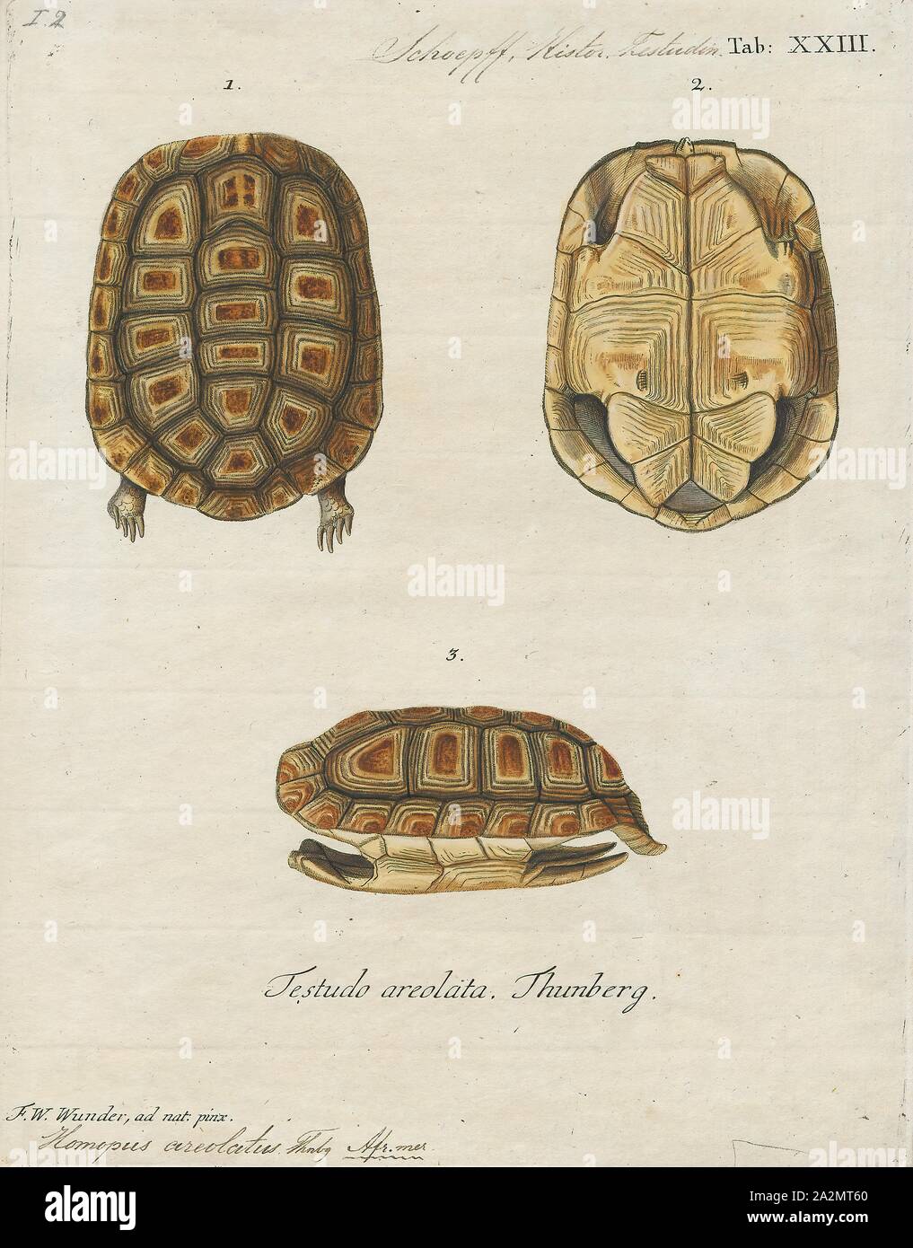 Homopus areolatus, Print, Homopus areolatus, commonly known as the ...