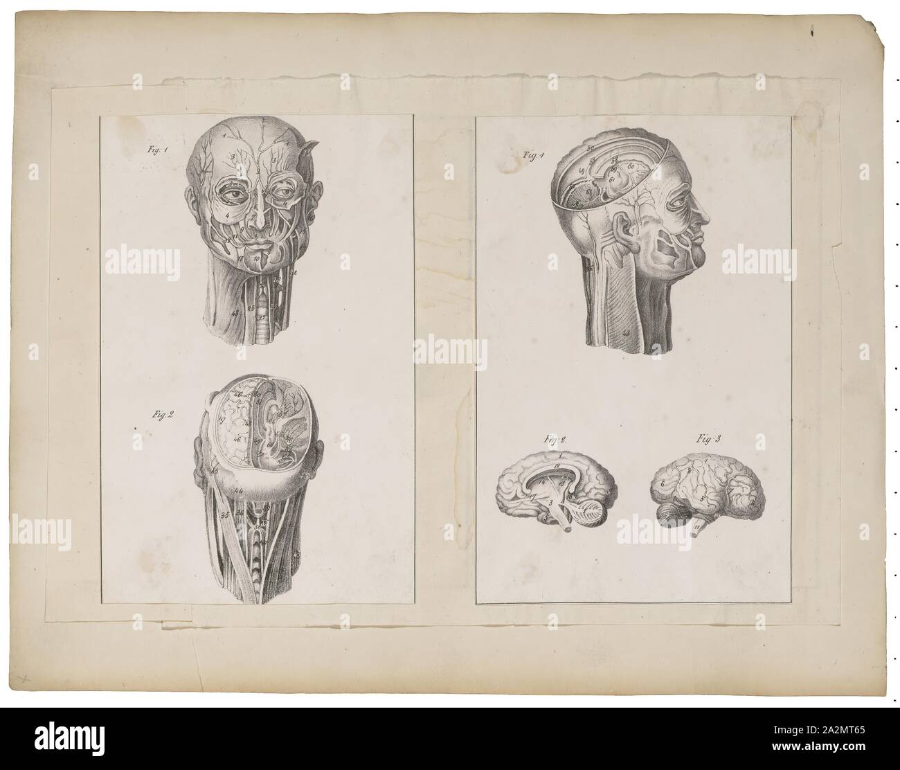 Homo sapiens, Print, Homo sapiens is the only extant human species. The ...