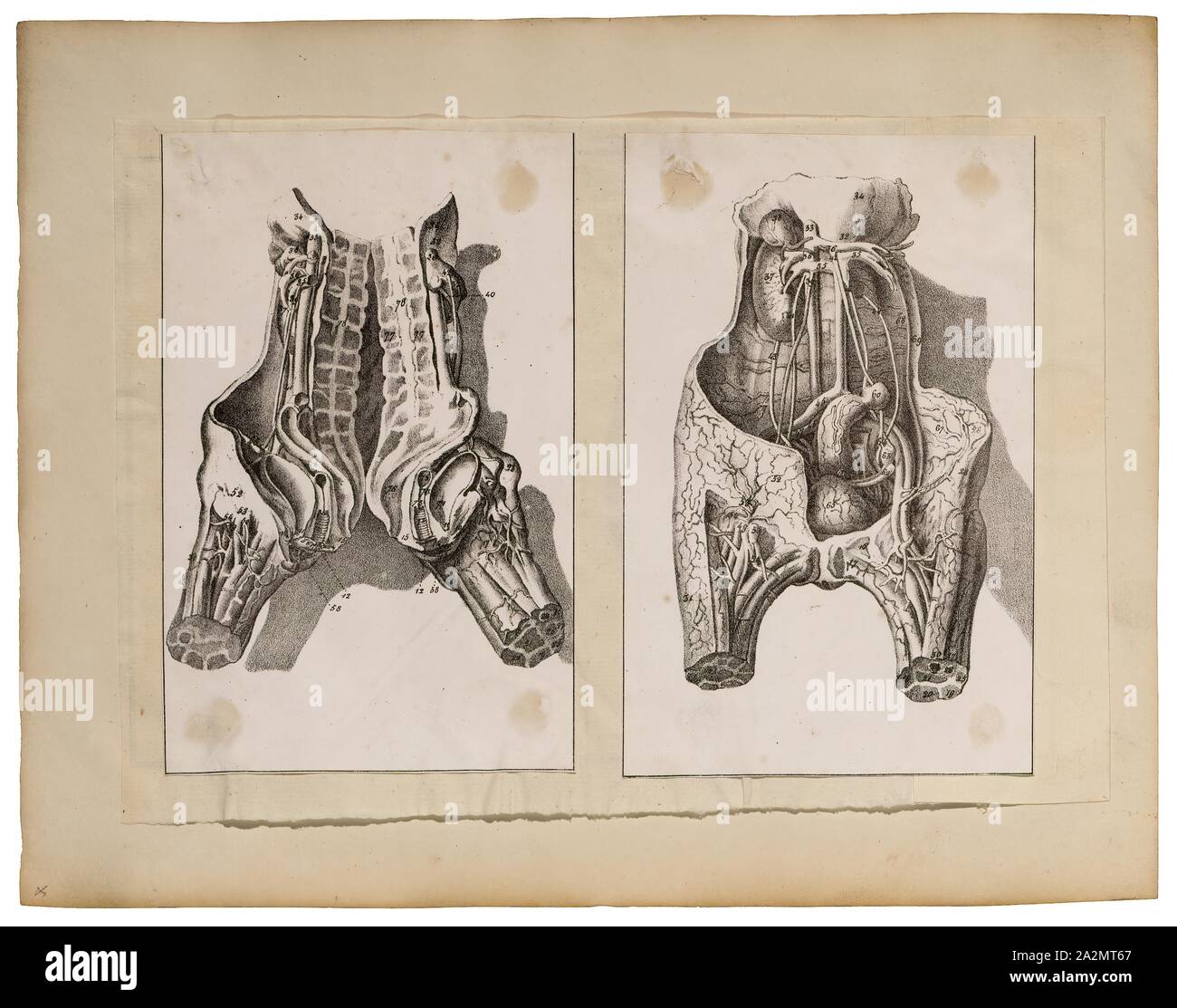 Homo sapiens, Print, Homo sapiens is the only extant human species. The ...