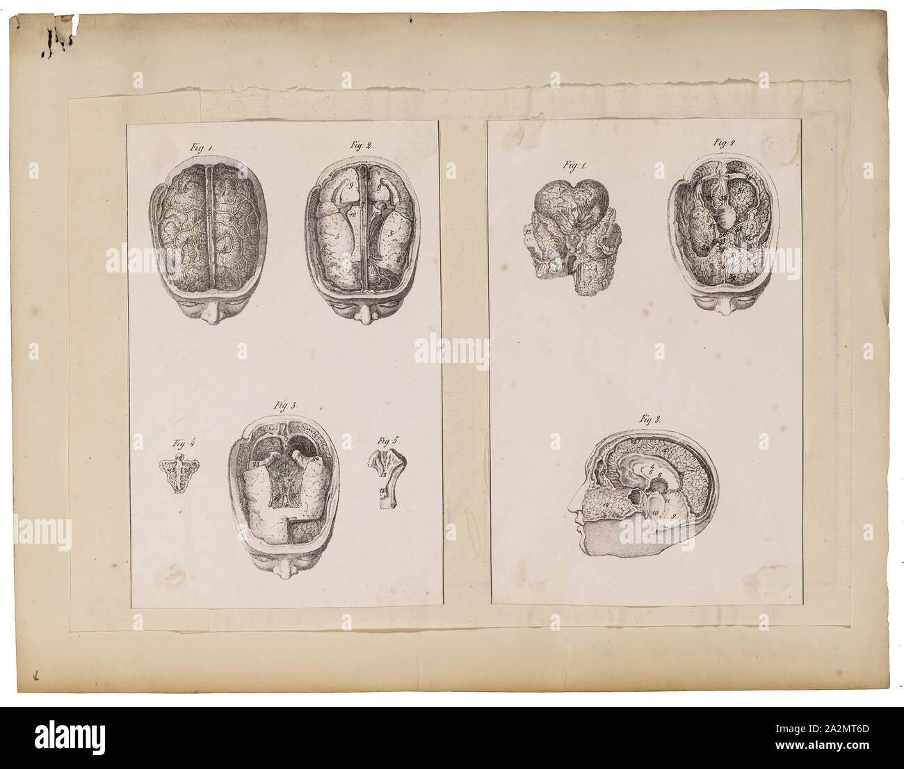Homo sapiens, Print, Homo sapiens is the only extant human species. The ...