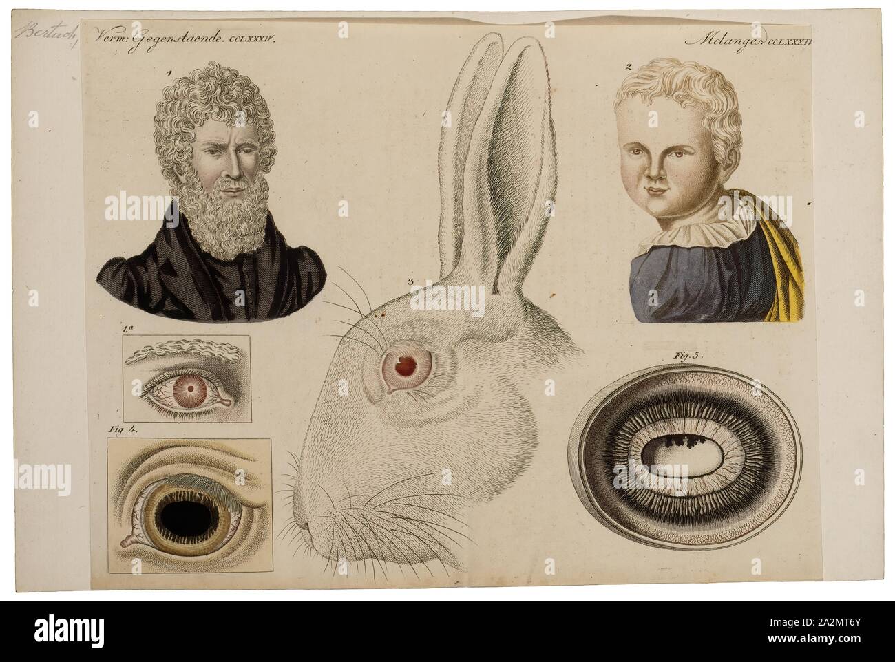 Homo sapiens, Print, Homo sapiens is the only extant human species. The ...