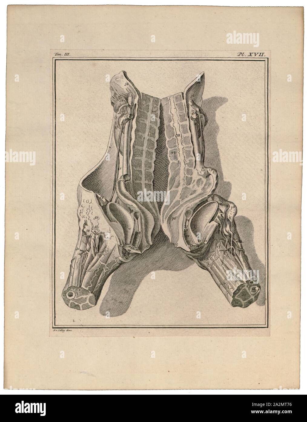 Homo sapiens, Print, Homo sapiens is the only extant human species. The ...
