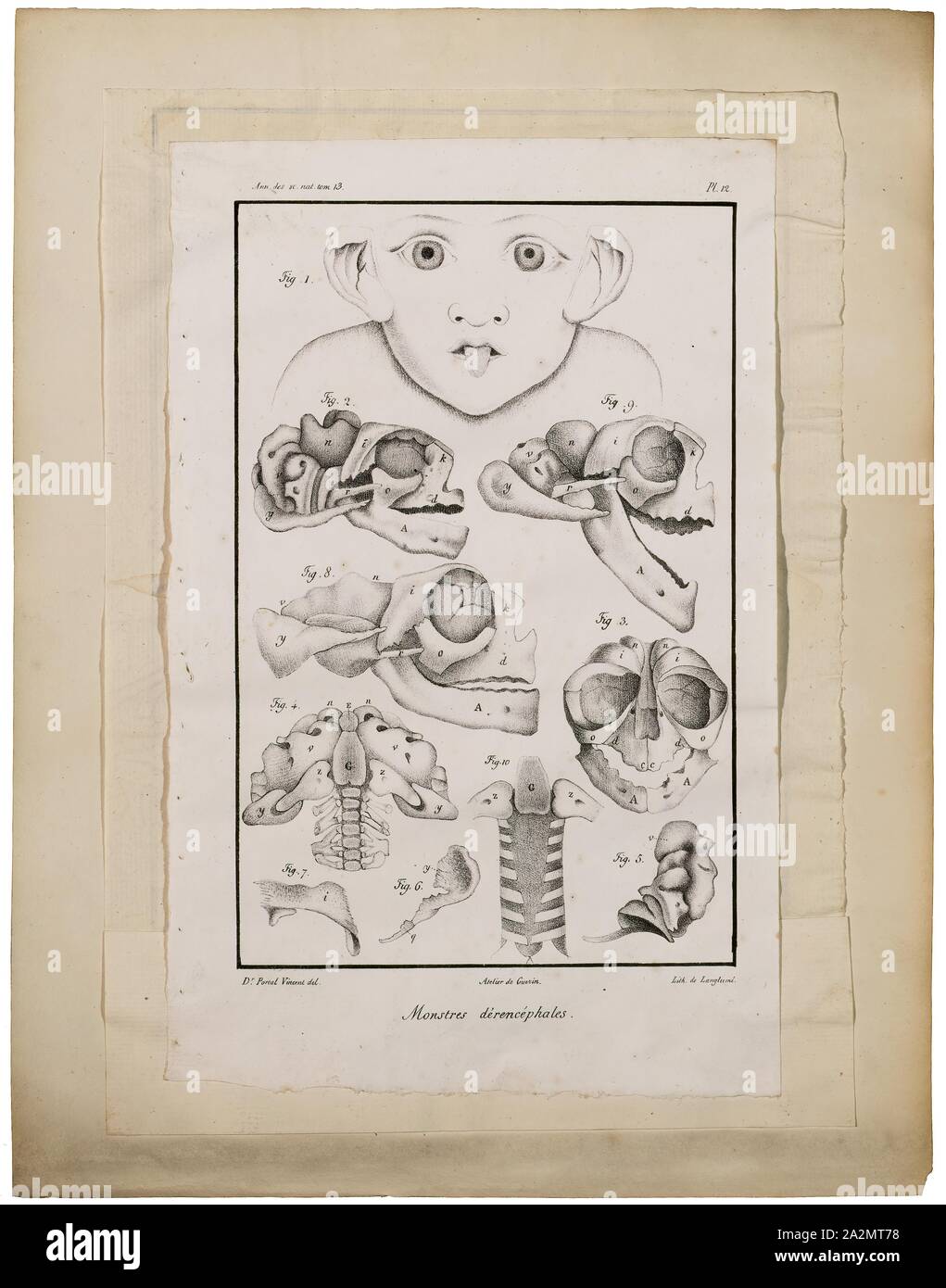 Homo sapiens, Print, Homo sapiens is the only extant human species. The ...