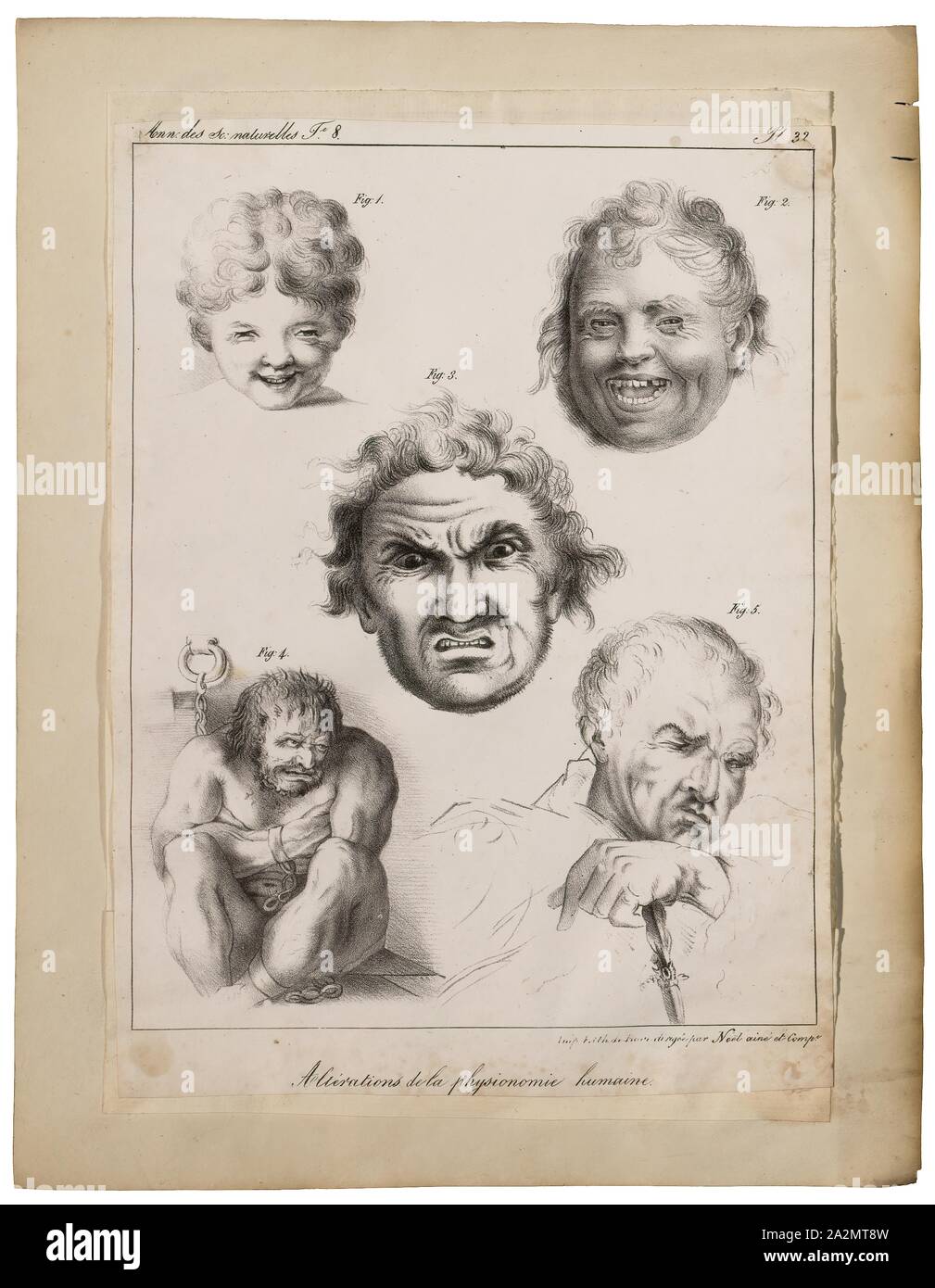 Homo sapiens, Print, Homo sapiens is the only extant human species. The ...