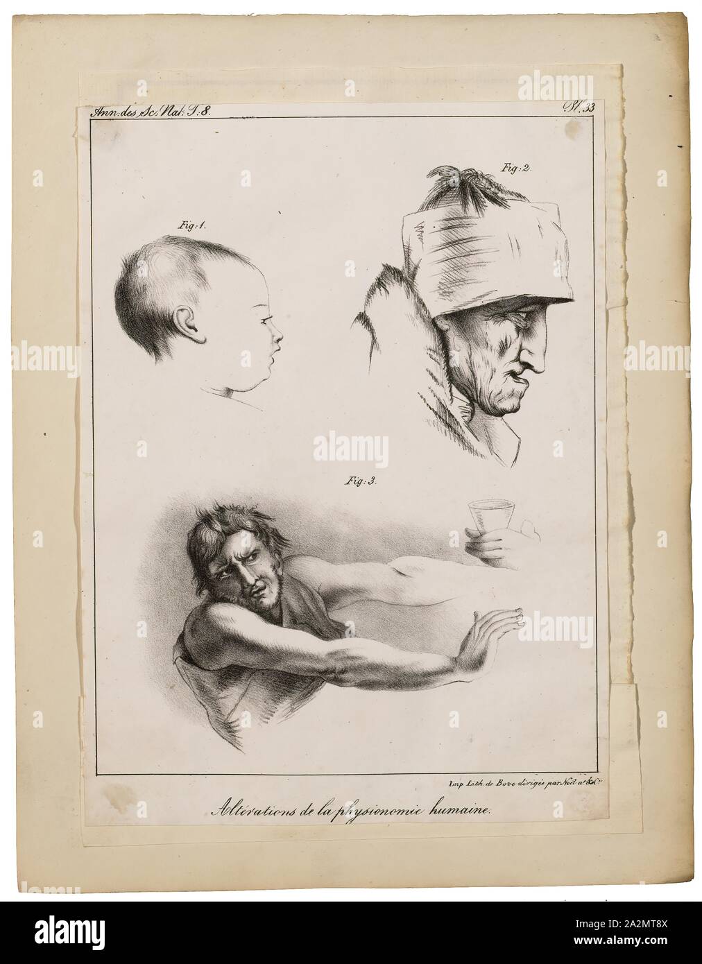Homo sapiens, Print, Homo sapiens is the only extant human species. The ...