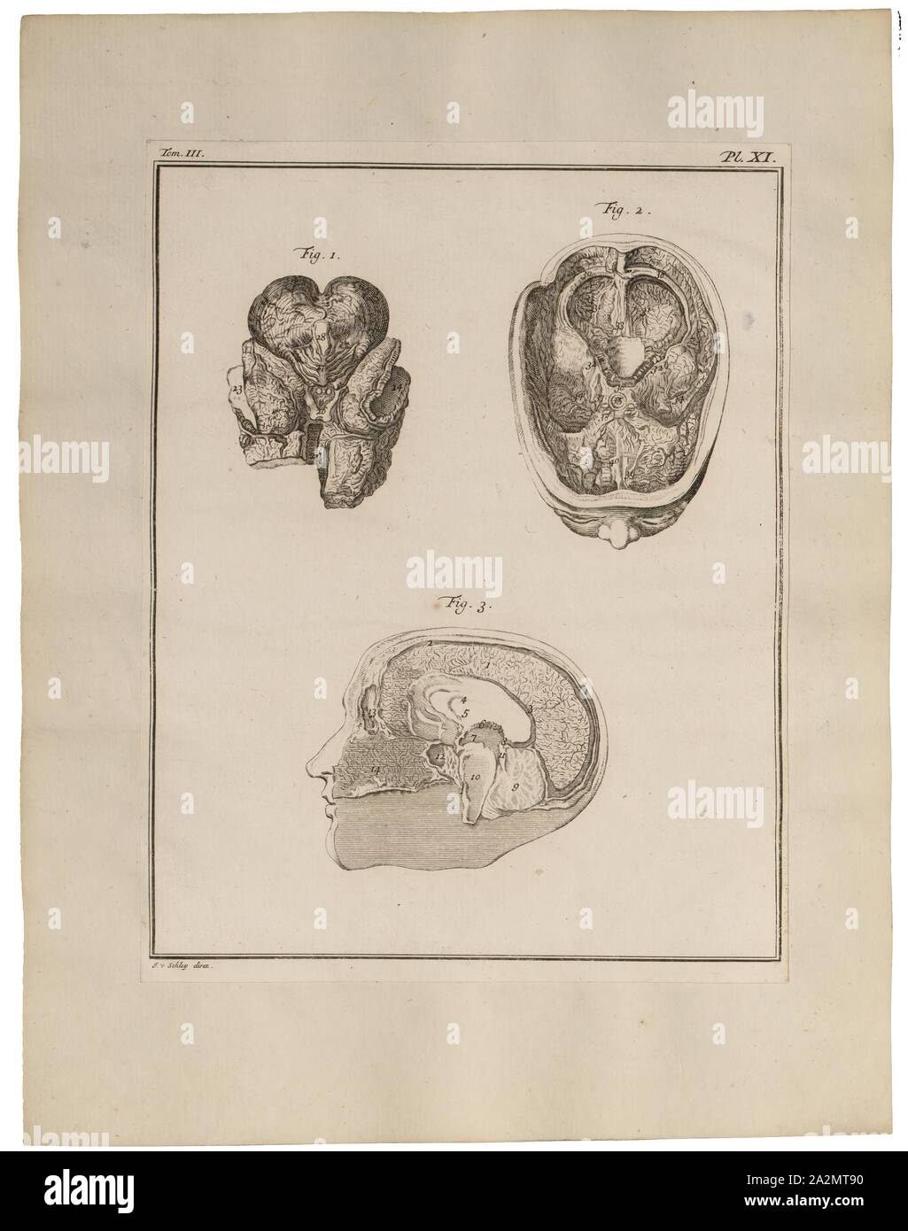 Homo sapiens, Print, Homo sapiens is the only extant human species. The ...