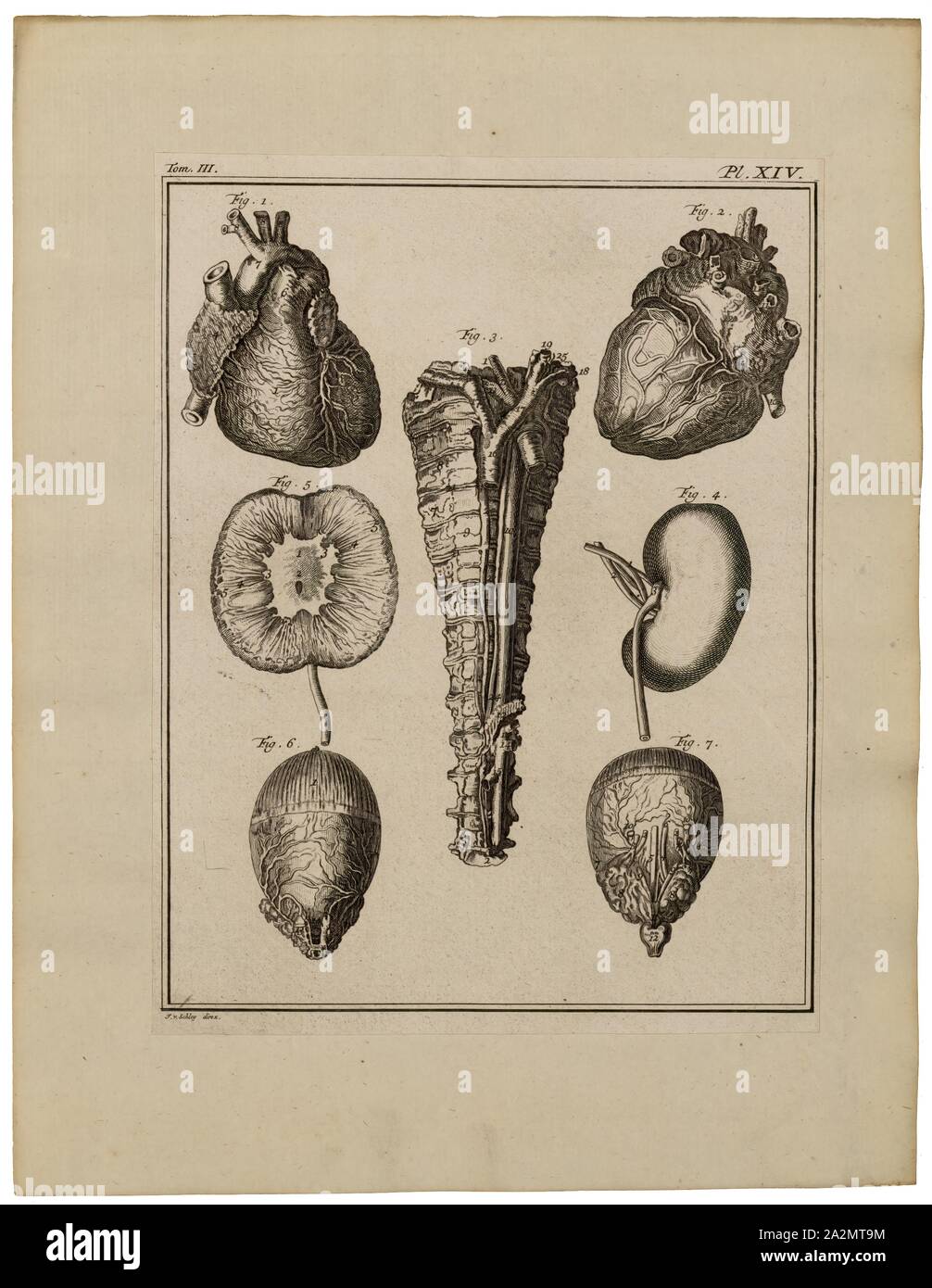 Homo sapiens, Print, Homo sapiens is the only extant human species. The ...