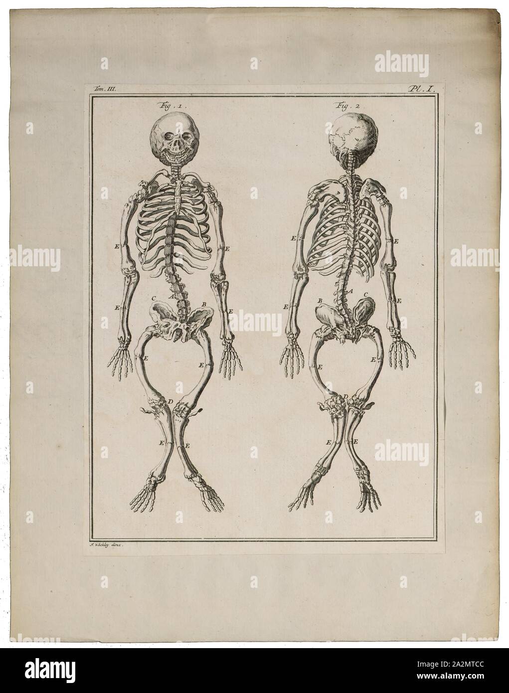 Homo sapiens, Print, Homo sapiens is the only extant human species. The ...