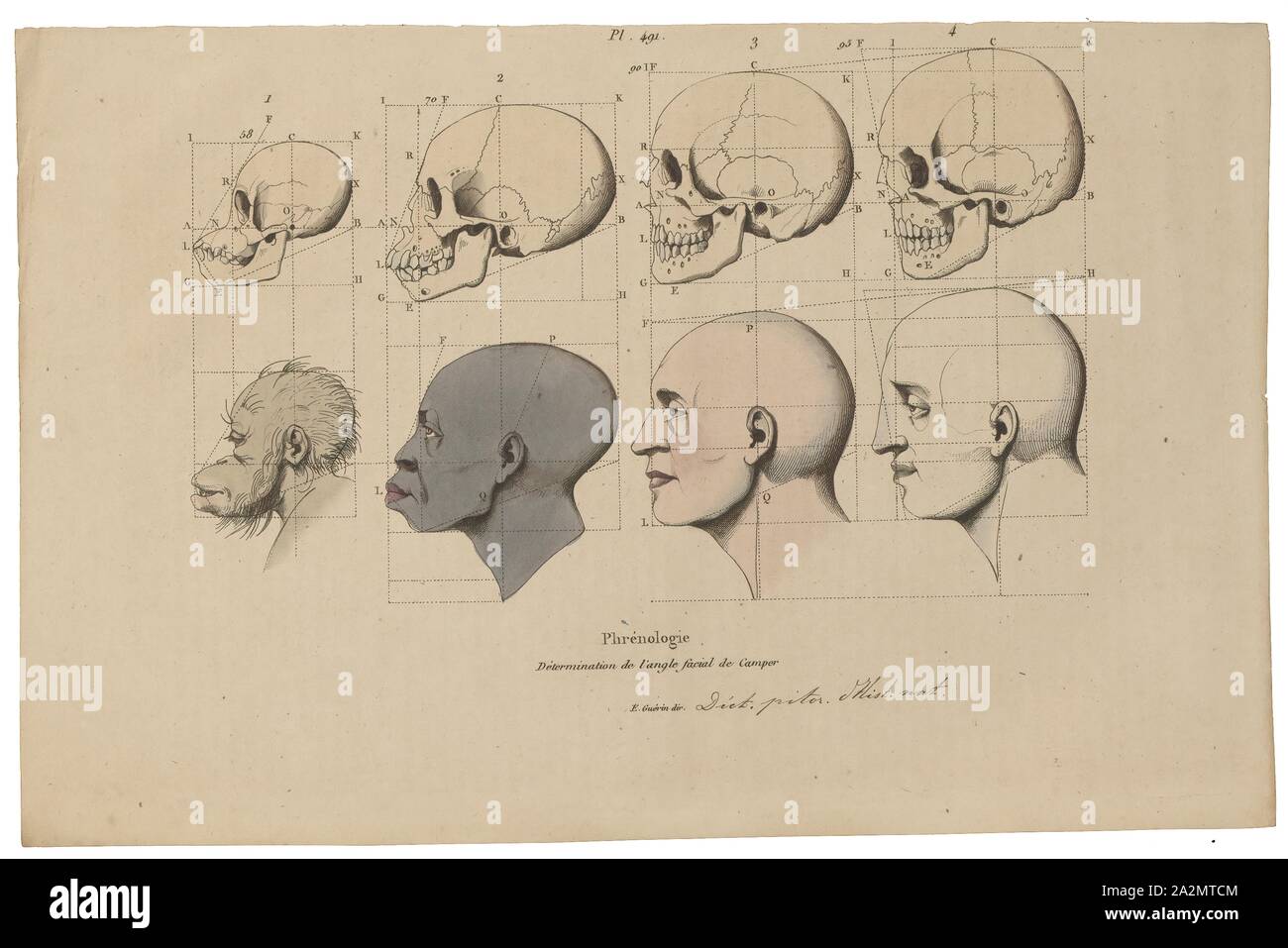Homo sapiens, Print, Homo sapiens is the only extant human species. The ...