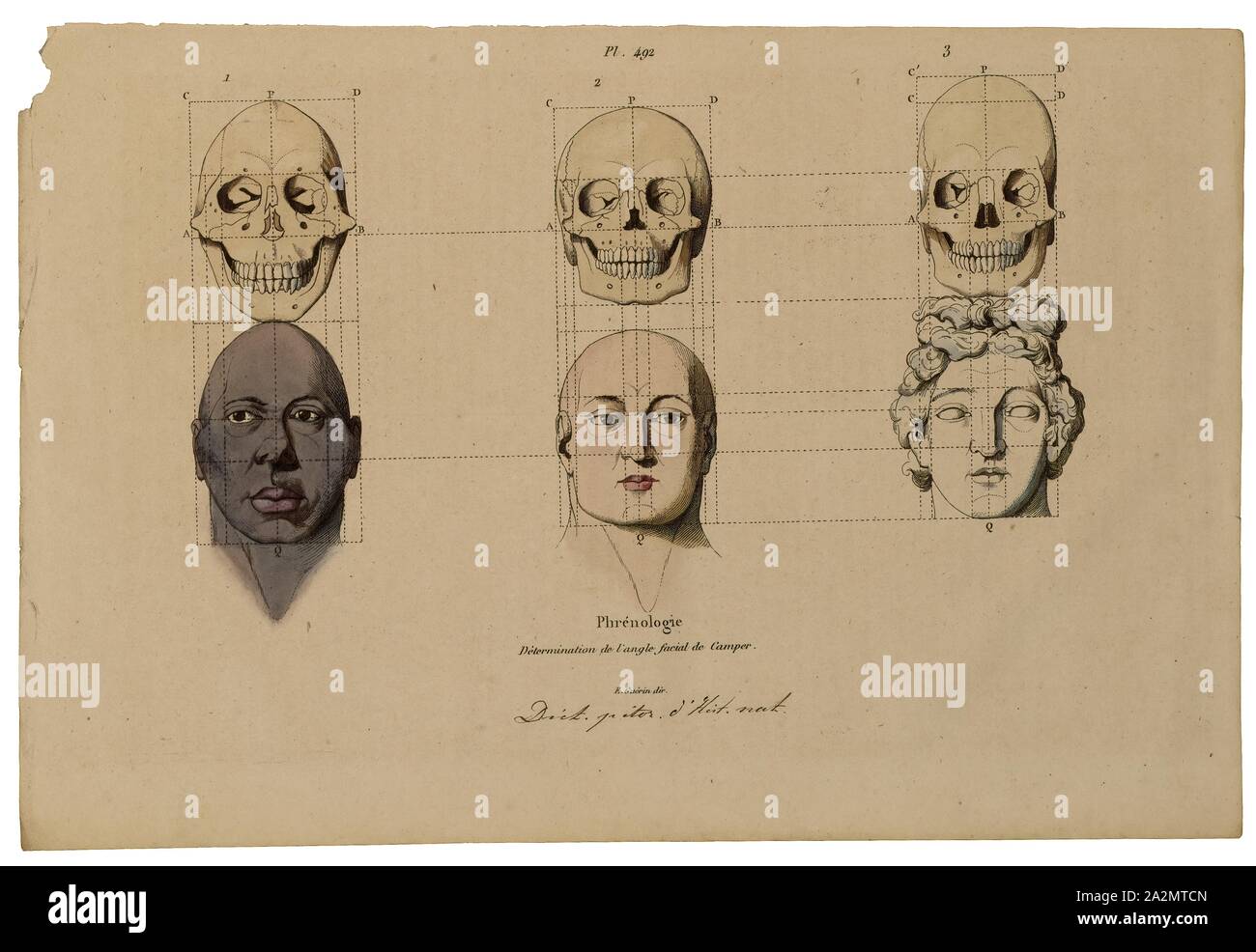 Homo sapiens, Print, Homo sapiens is the only extant human species. The ...