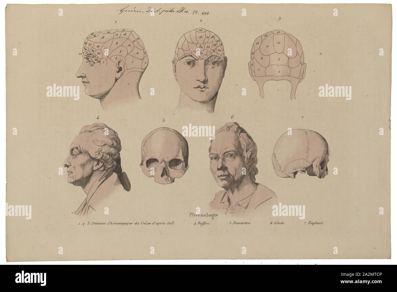 Homo sapiens, Print, Homo sapiens is the only extant human species. The ...